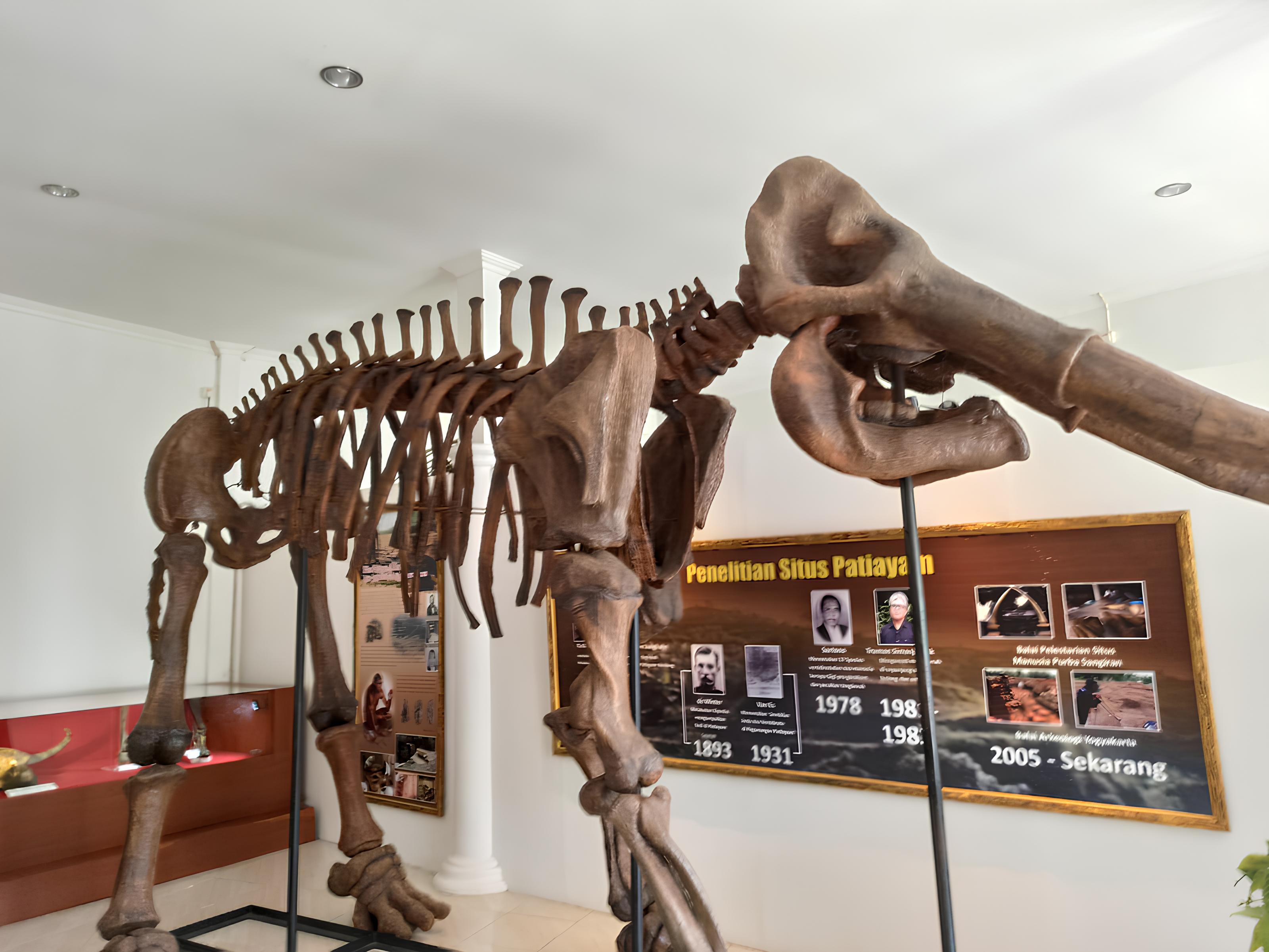 Mengenal Lebih Jauh Jejak Kehidupan Hewan Purba di Museum Situs ...