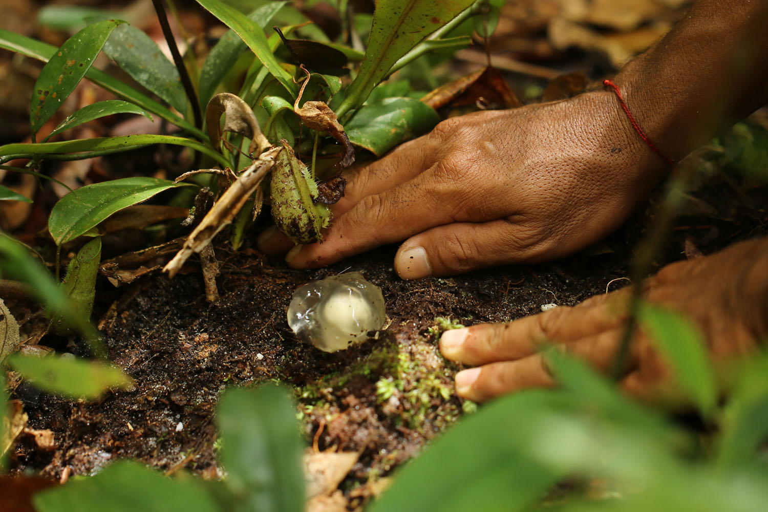 Jamur Mata Sapi, Jamur Khas Kalimantan Yang Tersembunyi