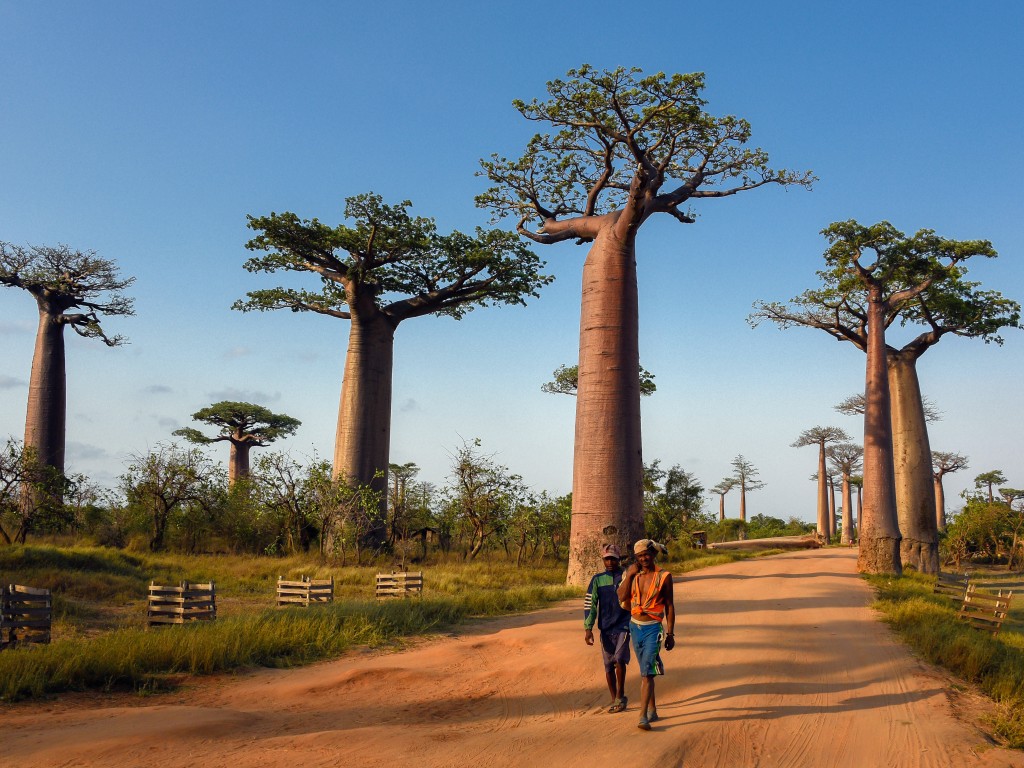 Hubungan Darah Leluhur Indonesia dan The Great Red Island