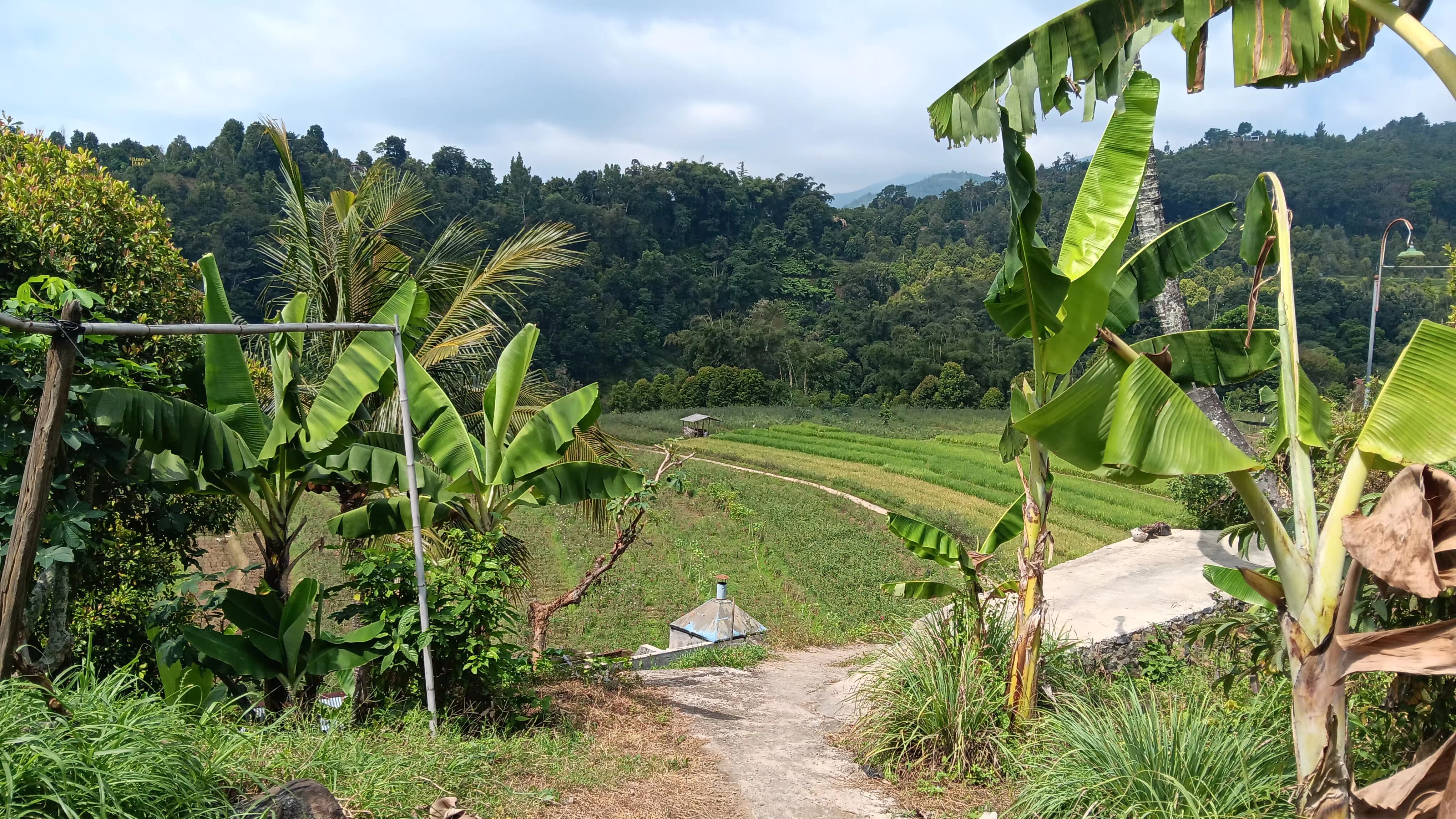 Desa Ngliman di Nganjuk menjadi Penghasil Mawar Terbesar se-Karesidenan ...
