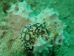 Siput Gelembung Batik di Selat Sempu Malang, Seperti Apa Rupanya?