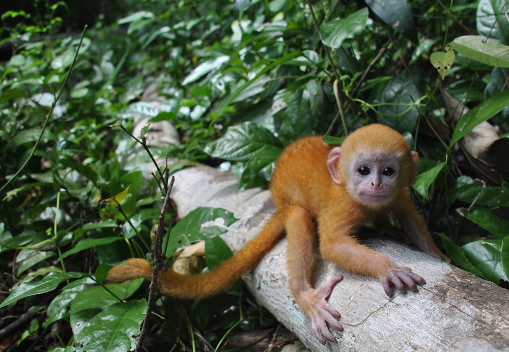 Melihat Ragam Hewan di Hamparan Savana Sadengan Kawasan Alas Purwo ...