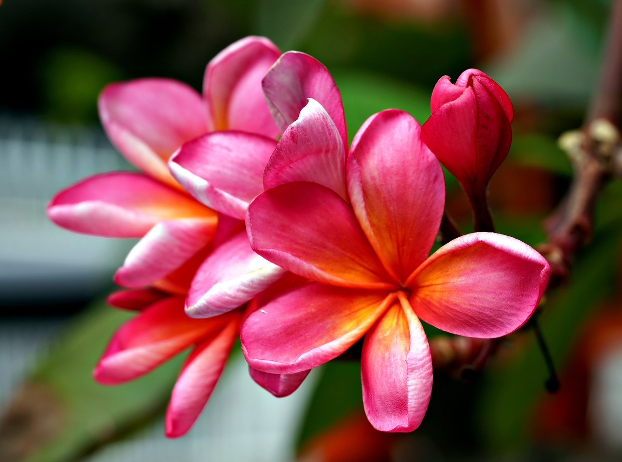 Inilah 5 Fakta Menarik Bunga Kamboja yang Identik dengan Masyarakat Bali