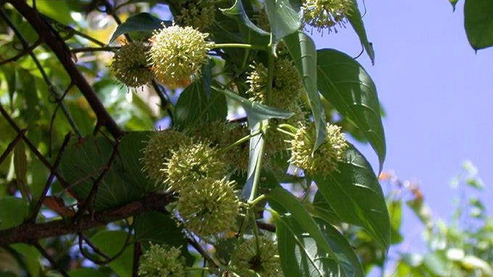 Mengenal Tumbuhan Gambir Bahan Tinta Pemilu 2024 yang Kaya Manfaat