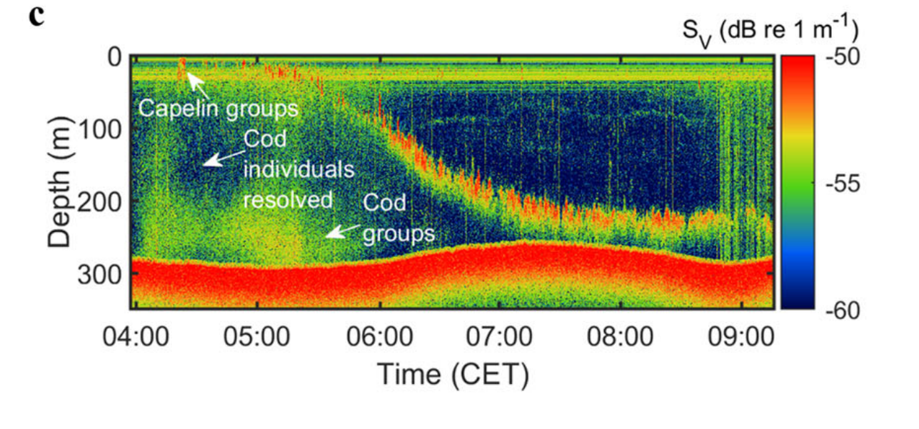 10 Juta Ikan Capelin atau Ikan Cipung Lenyap dalam Hitungan Jam, Ini ...