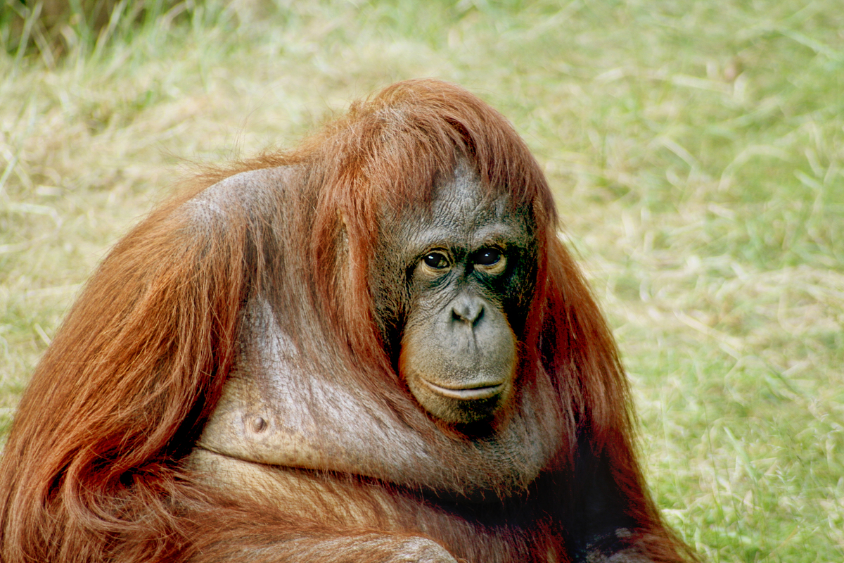 Hutan Borneo, Hutan Tertua Melebihi Hutan Hujan Amazon yang Ada di ...