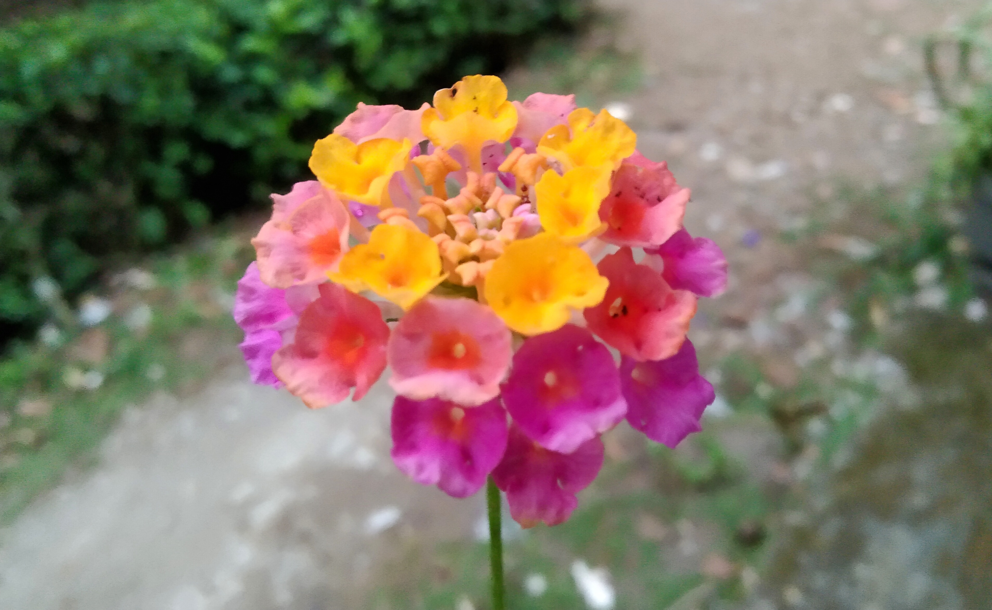 Mengintip Kecantikan Bunga Lantana yang Memesona