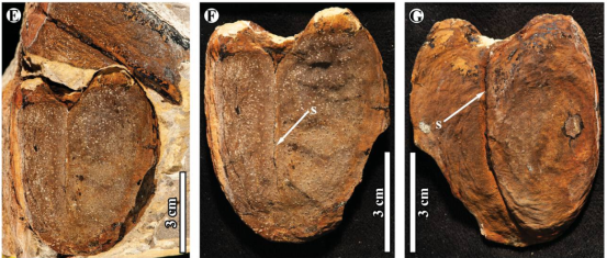Penemuan Fosil Legum Raksasa yang Mengungkap Sejarah Vegetasi Borneo
