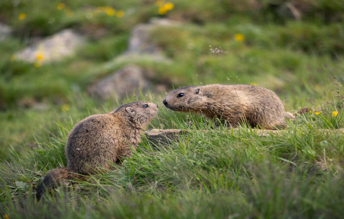 Marmot dan Guinea Pig, Sepupu Dekat atau Hanya Nama yang Mirip?