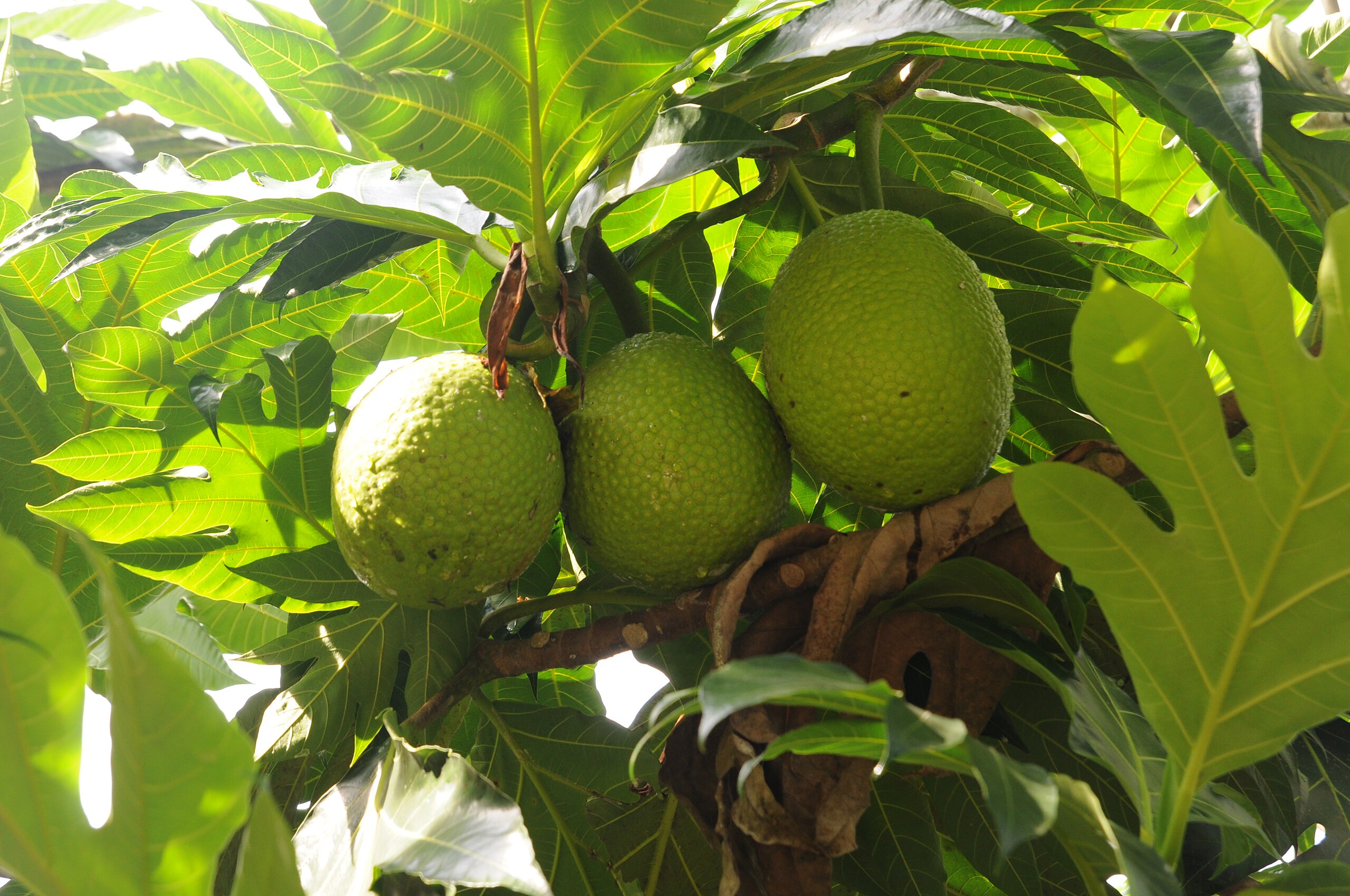 Potensi dan Manfaat Buah Sukun yang Sudah Diketahui Bangsa Eropa Sejak Lama