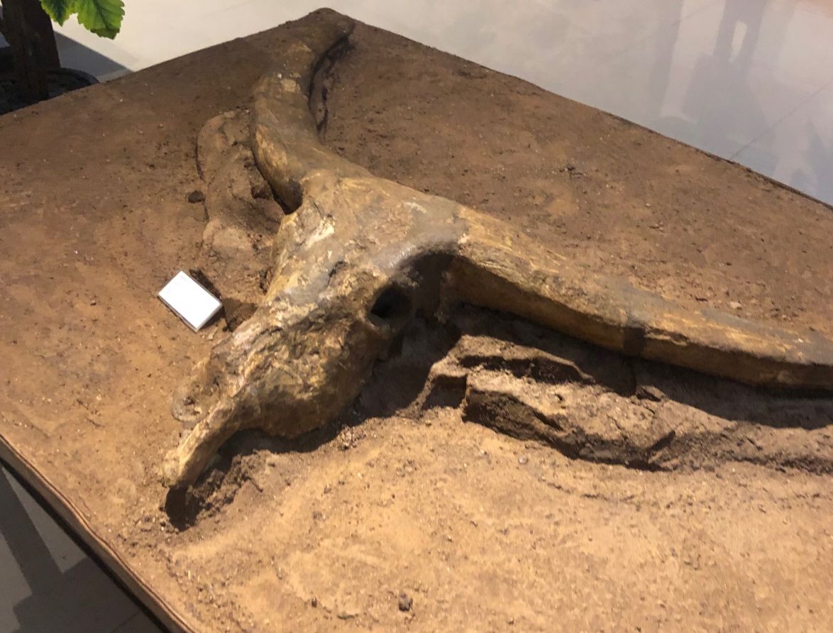 Mengenal Museum Lapangan Manyarejo Sangiran Beserta Koleksi Fosil Hewan ...