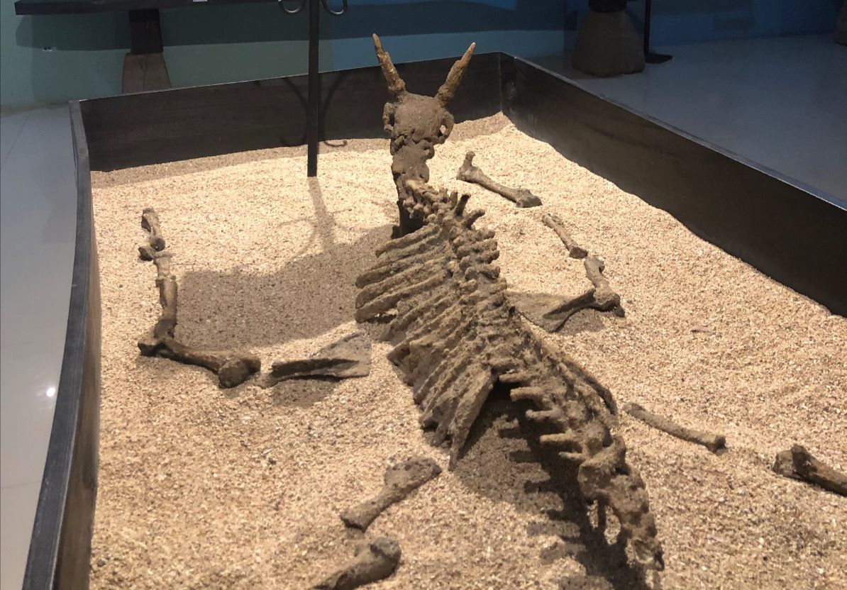 Mengenal Museum Lapangan Manyarejo Sangiran Beserta Koleksi Fosil Hewan ...