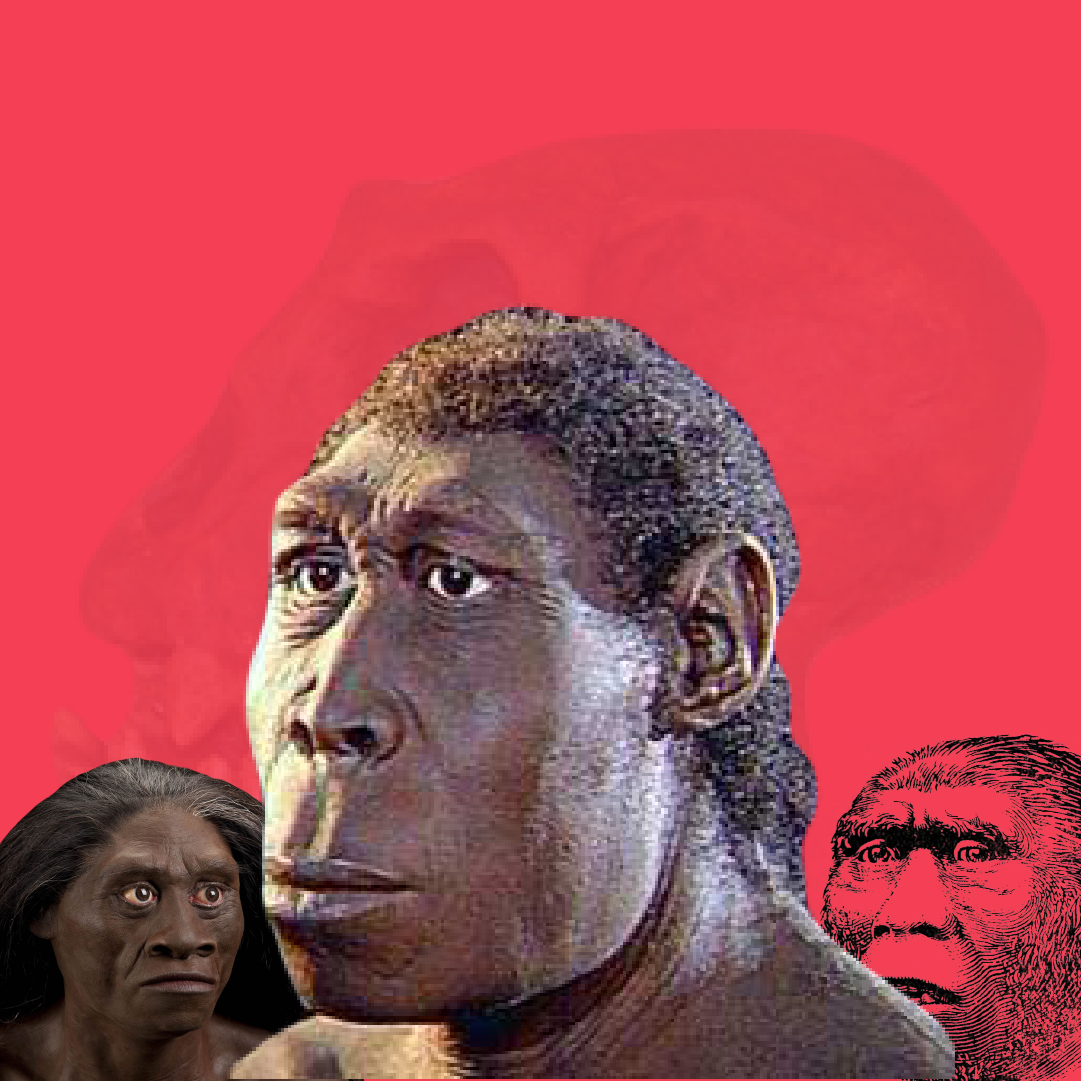 7 Manusia Purba yang Pernah Ditemukan di Indonesia