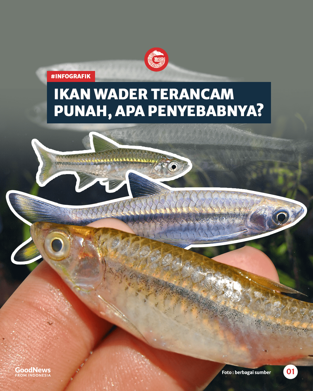 Ikan Wader yang Enak untuk Digoreng Terancam Punah, Apa Penyebabnya?
