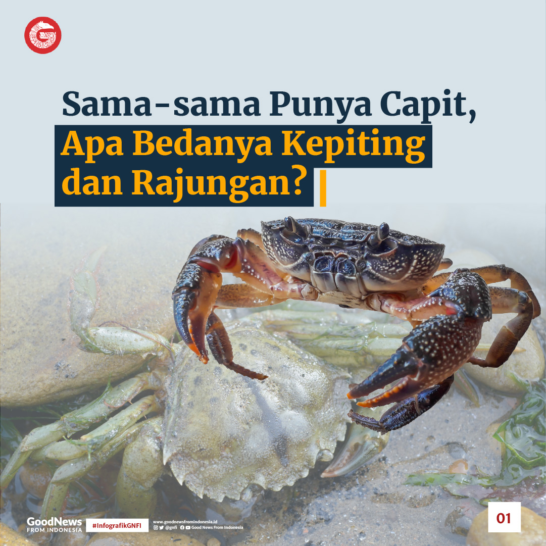 Apa Bedanya Kepiting dan Rajungan?