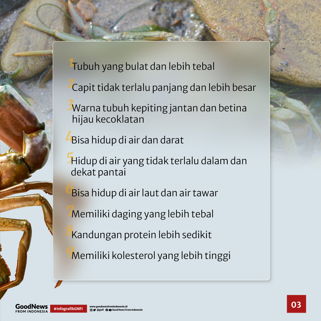 Apa Bedanya Kepiting dan Rajungan?