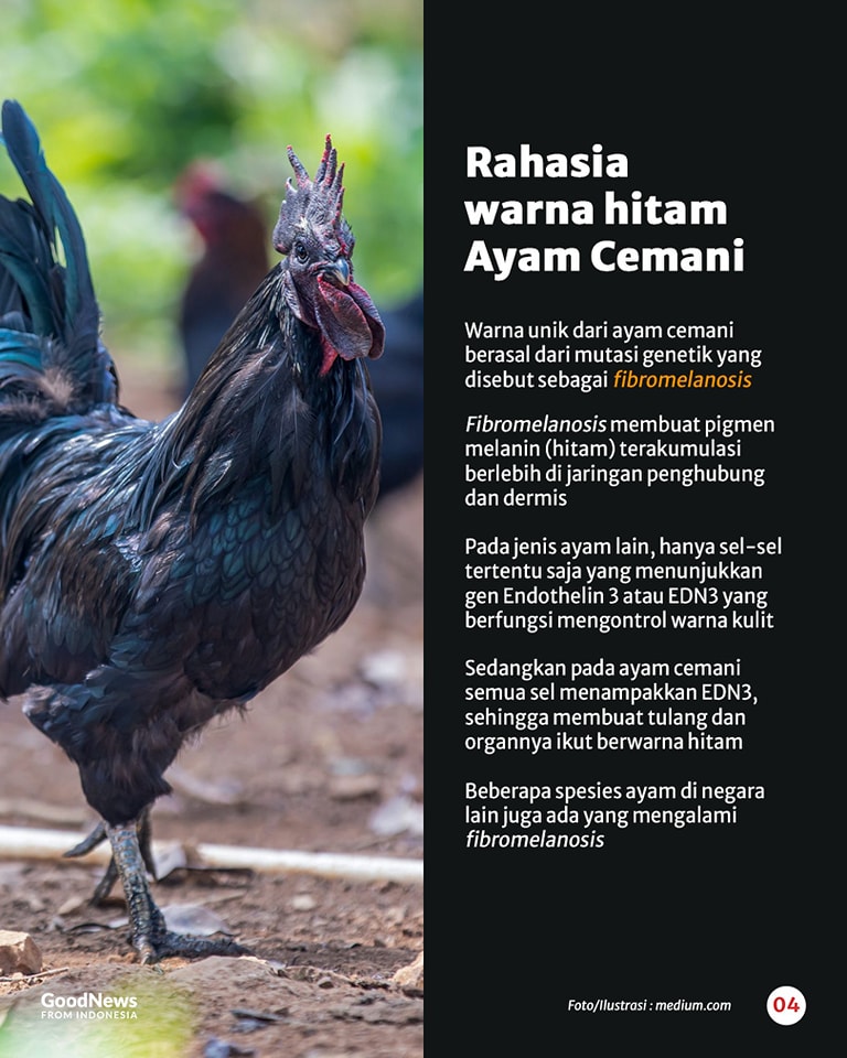 Ayam Cemani, Ayam Termahal di Dunia Asal Indonesia