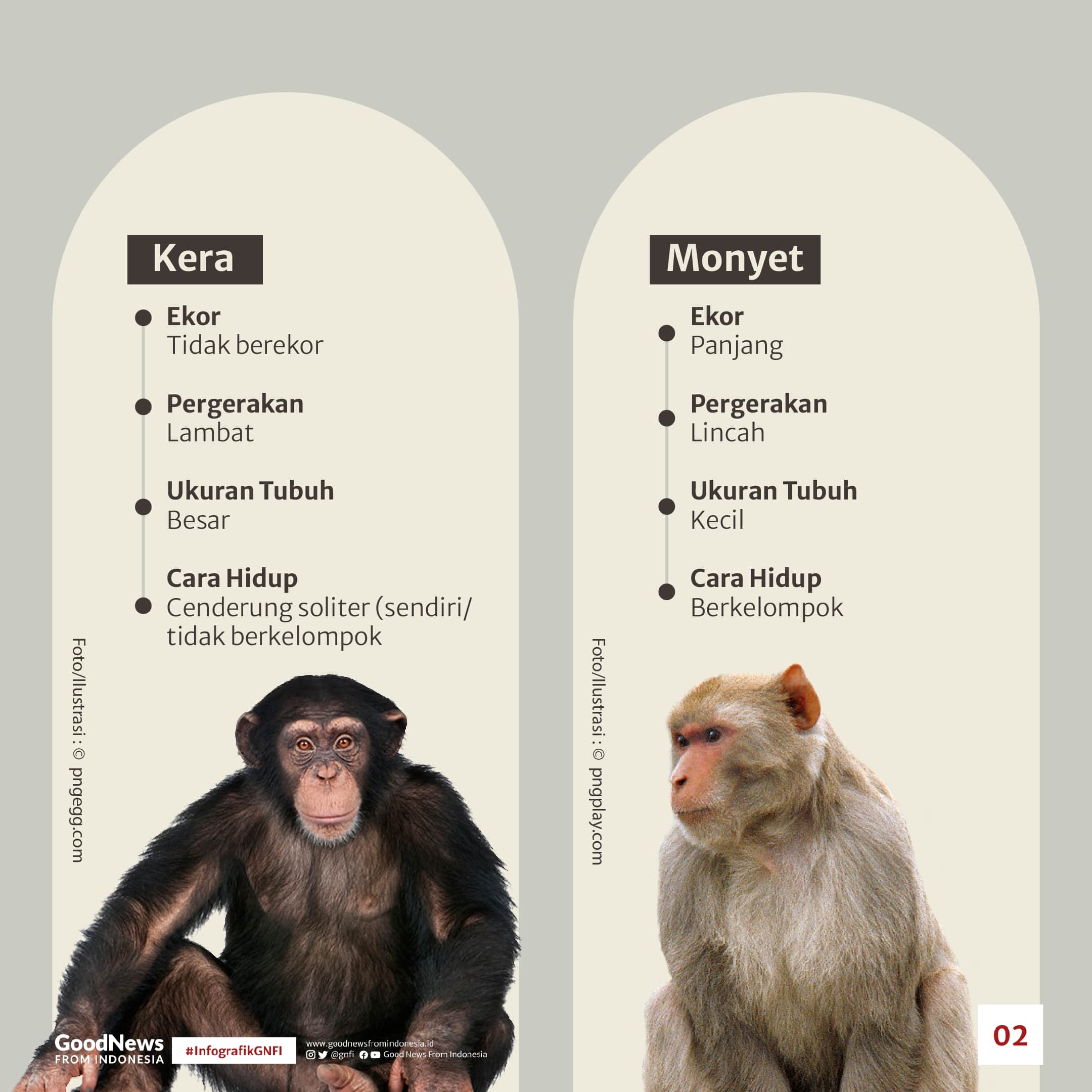 Buat yang Masih Bingung, Ini Bedanya Kera dan Monyet