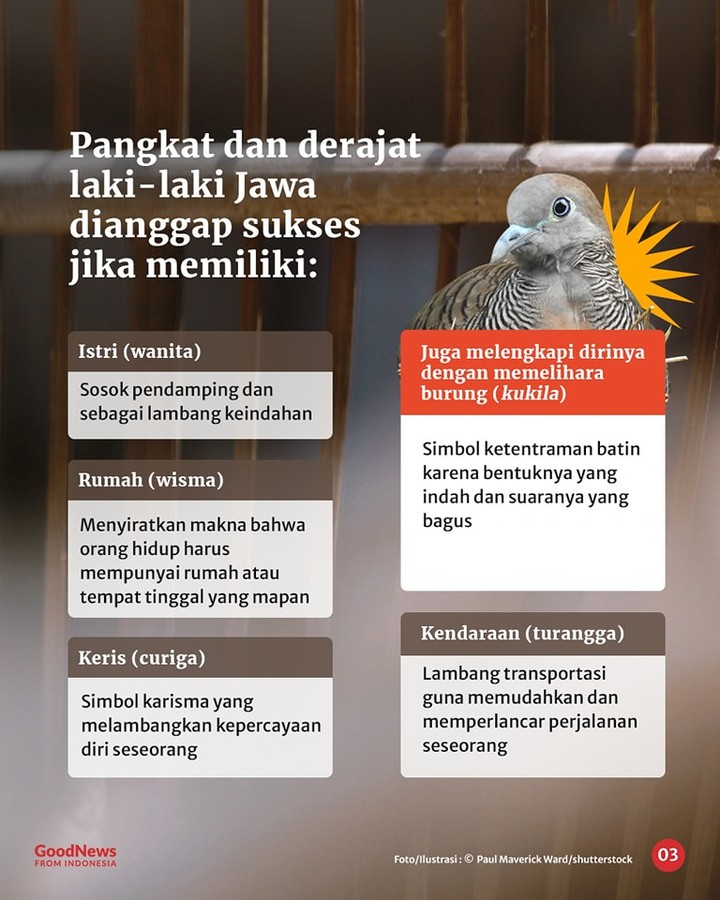 Burung Perkutut dan Ketenangan Batin Orang Jawa