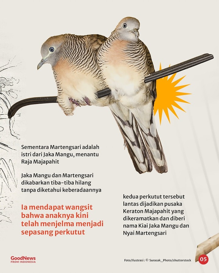 Burung Perkutut dan Ketenangan Batin Orang Jawa