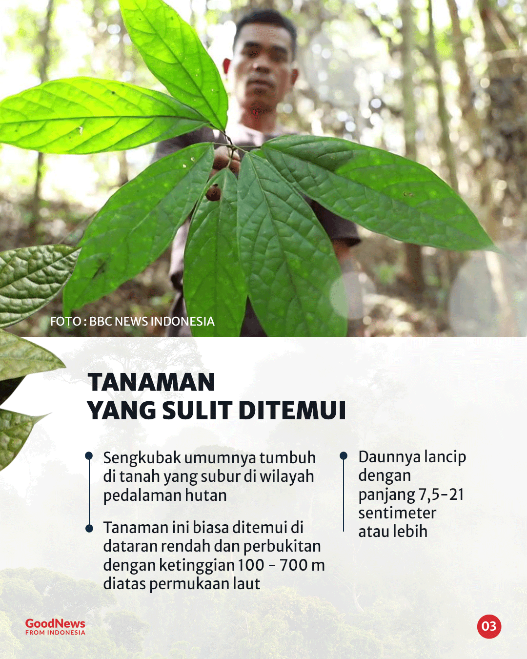 Daun Sengkubak, Penyedap Rasa Alami dari Kalimantan