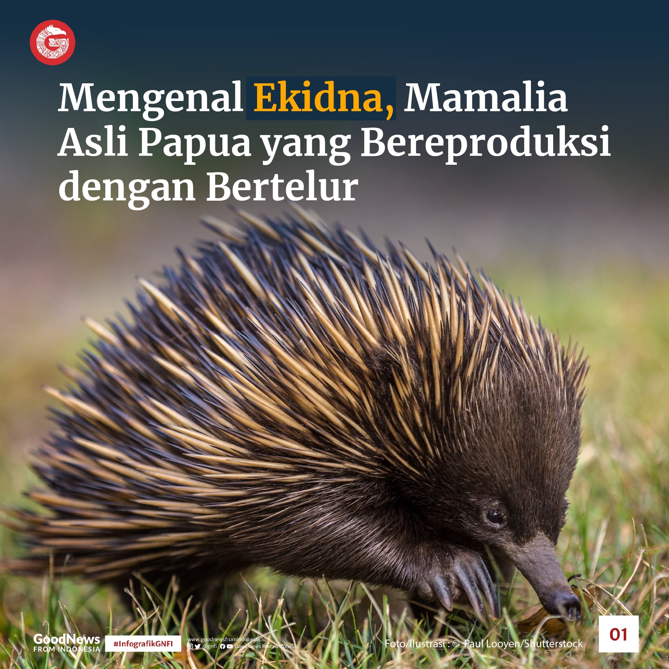 Ekidna, Mamalia Endemik Papua yang Tak Memiliki Puting Susu