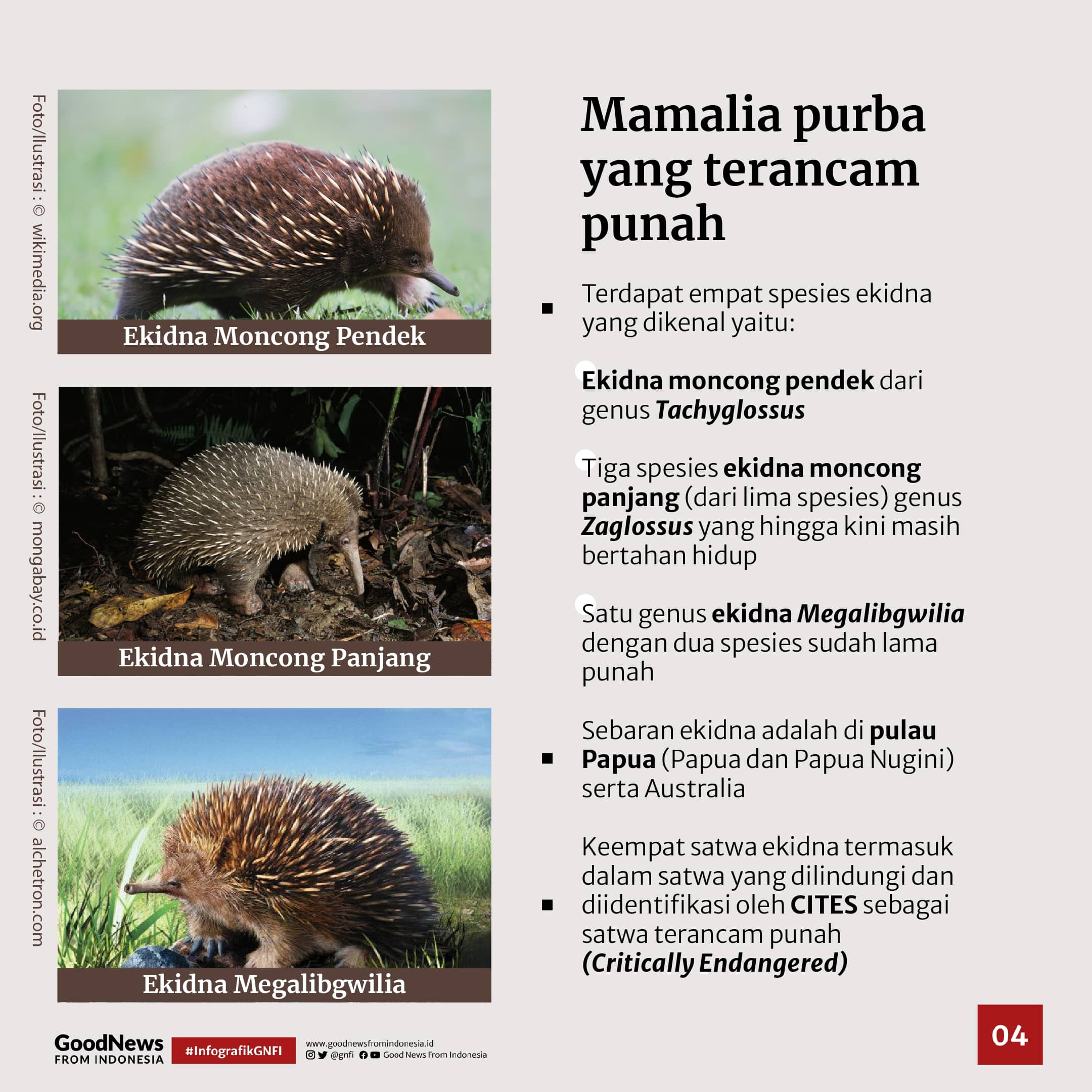 Ekidna, Mamalia Endemik Papua yang Tak Memiliki Puting Susu