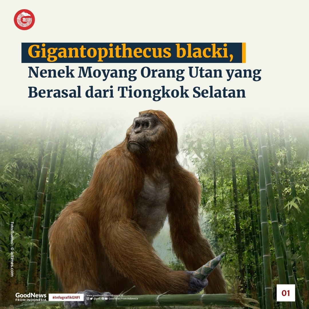 Gigantopithecus blacki, Nenek Moyang Orang Utan Asal Tiongkok Selatan