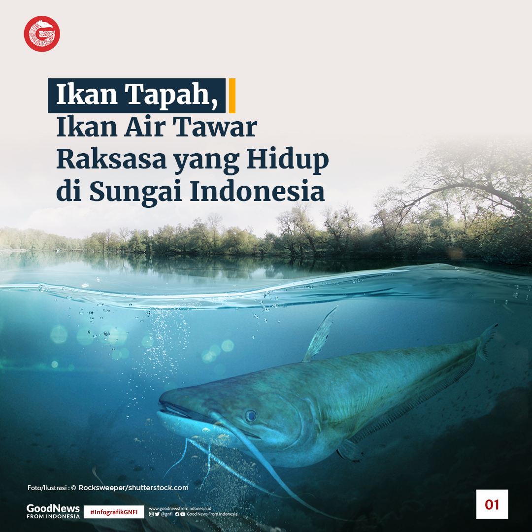 Ikan Tapah, Ikan Air Tawar Raksasa yang Hidup di Sungai-Sungai Indonesia