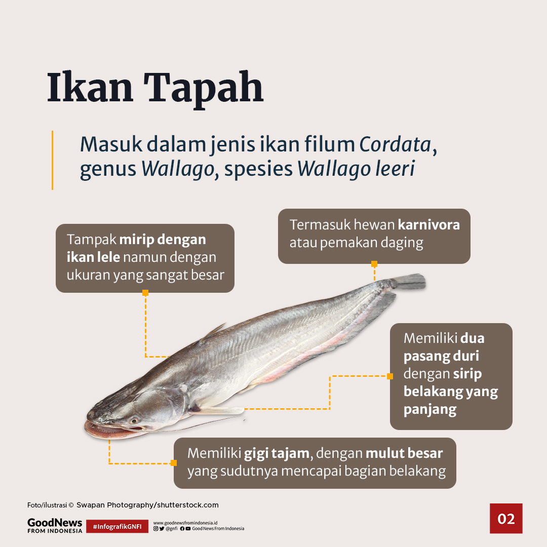 Ikan Tapah, Ikan Air Tawar Raksasa yang Hidup di Sungai-Sungai Indonesia