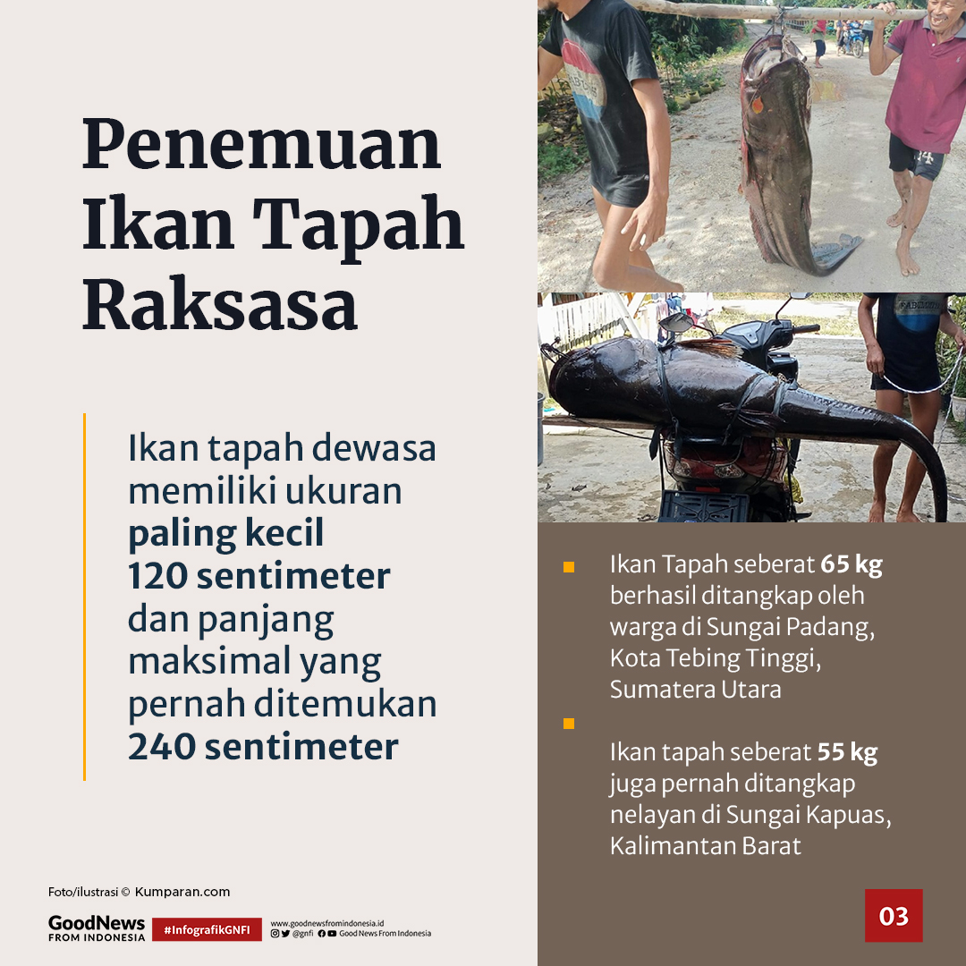 Ikan Tapah, Ikan Air Tawar Raksasa yang Hidup di Sungai-Sungai Indonesia