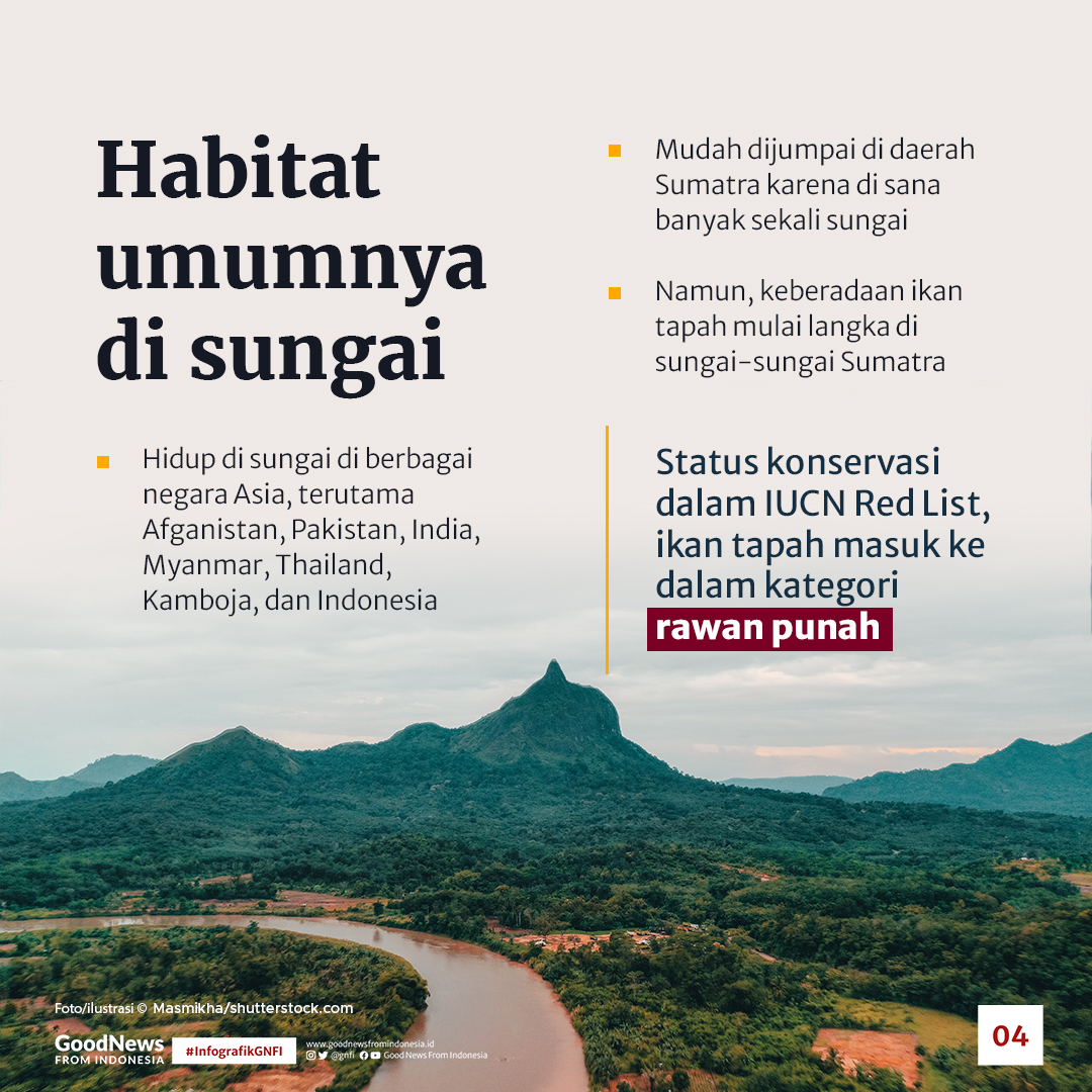 Ikan Tapah, Ikan Air Tawar Raksasa yang Hidup di Sungai-Sungai Indonesia