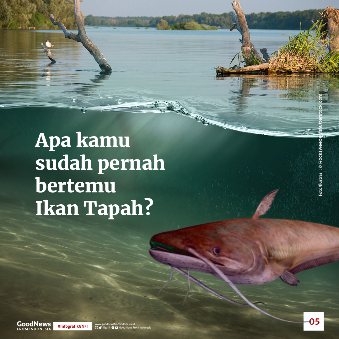 Ikan Tapah, Ikan Air Tawar Raksasa yang Hidup di Sungai-Sungai Indonesia