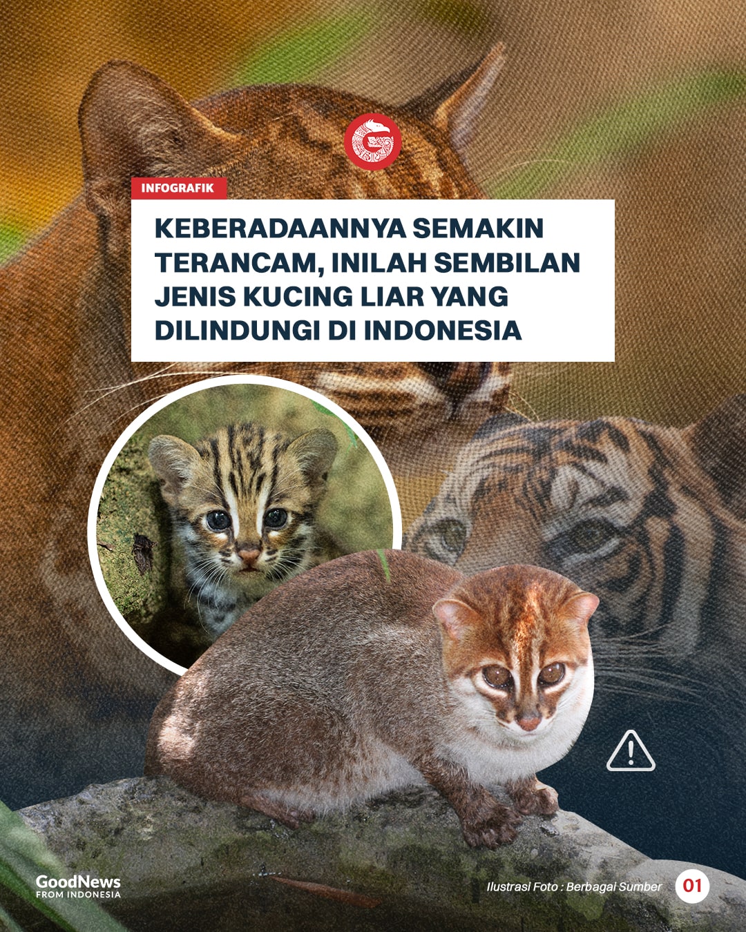 Inilah Sembilan Jenis Kucing Liar yang Dilindungi di Indonesia
