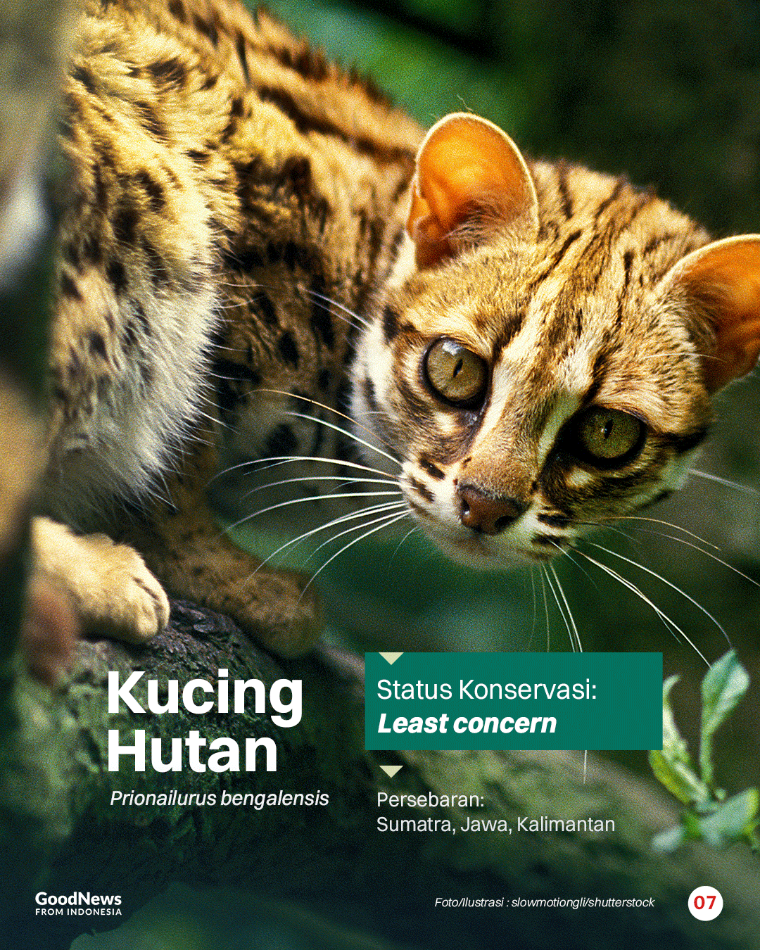 Inilah Sembilan Jenis Kucing Liar yang Dilindungi di Indonesia