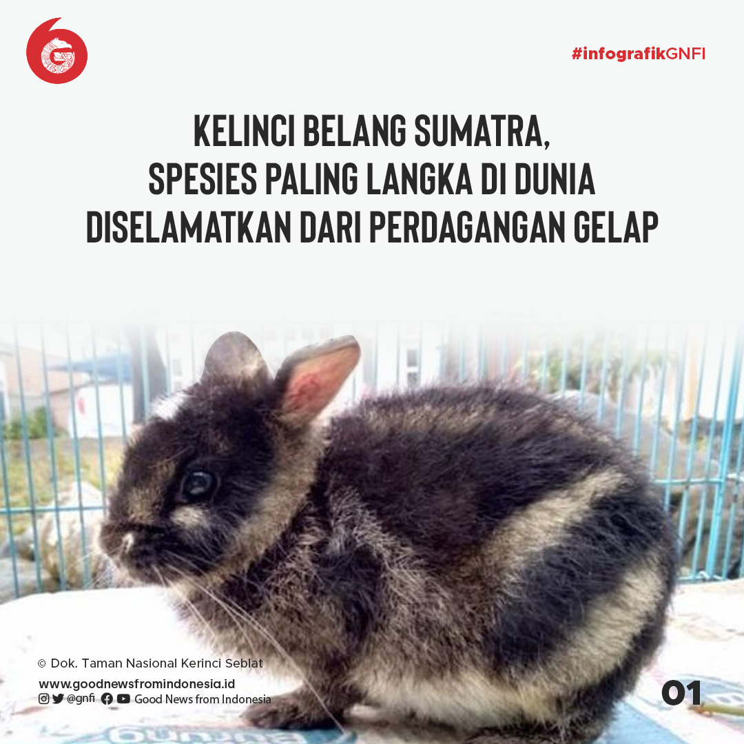 Kelinci Belang Sumatra yang Diselamatkan dari Perdagangan Gelap
