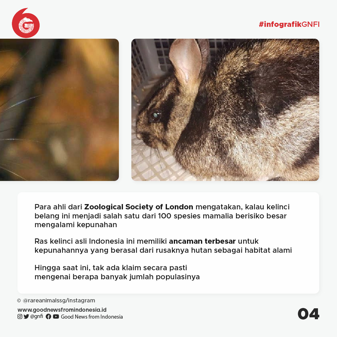 Kelinci Belang Sumatra yang Diselamatkan dari Perdagangan Gelap