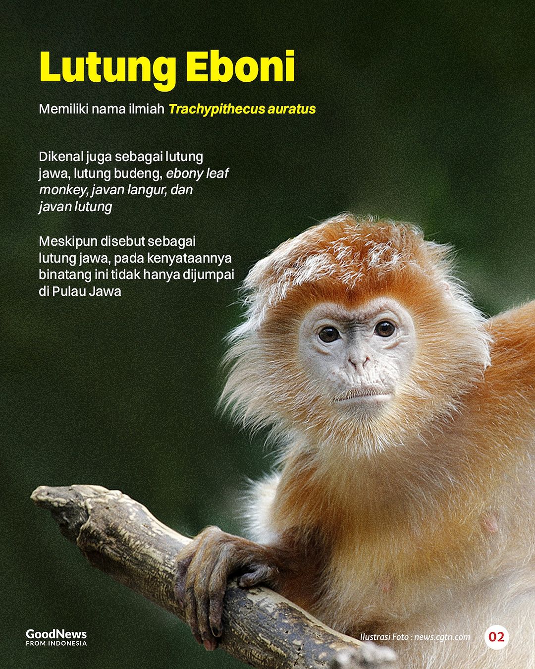 Lutung Eboni, Primata Anggun yang Banyak Dijumpai di Hutan Jawa