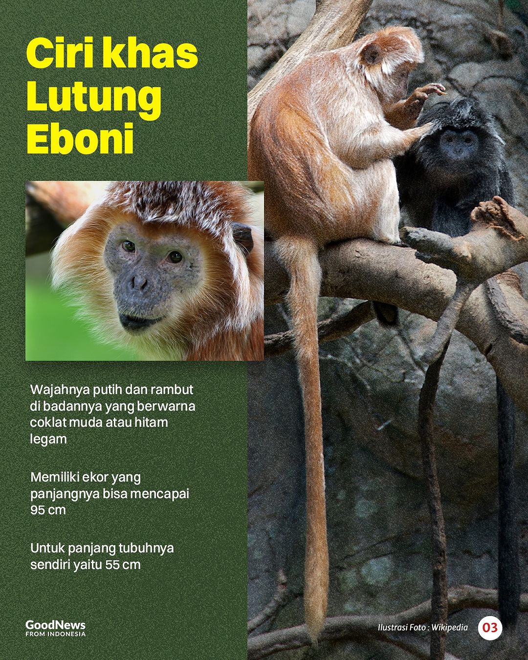 Lutung Eboni, Primata Anggun yang Banyak Dijumpai di Hutan Jawa