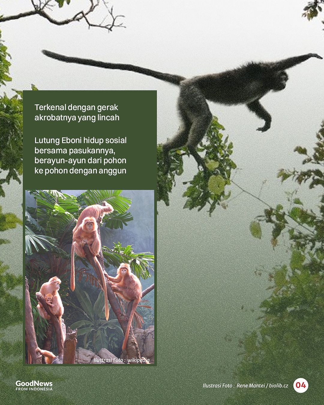 Lutung Eboni, Primata Anggun yang Banyak Dijumpai di Hutan Jawa