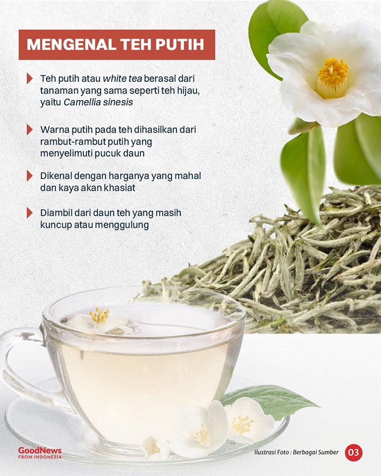 Mencicipi Teh Putih, Jenis Teh Termahal di Indonesia