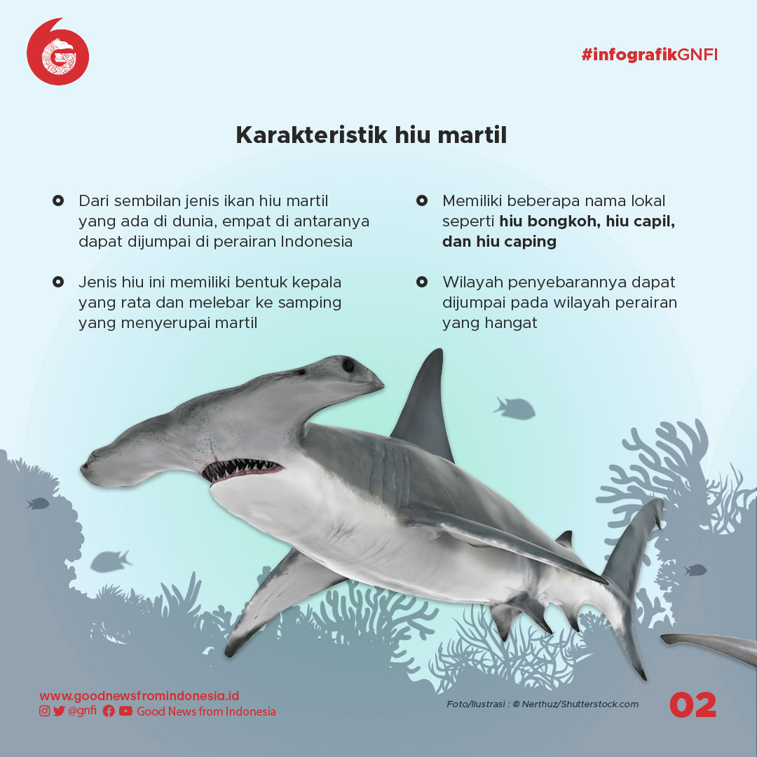 Mengenal 4 Jenis Hiu Martil yang Ada di Perairan Indonesia