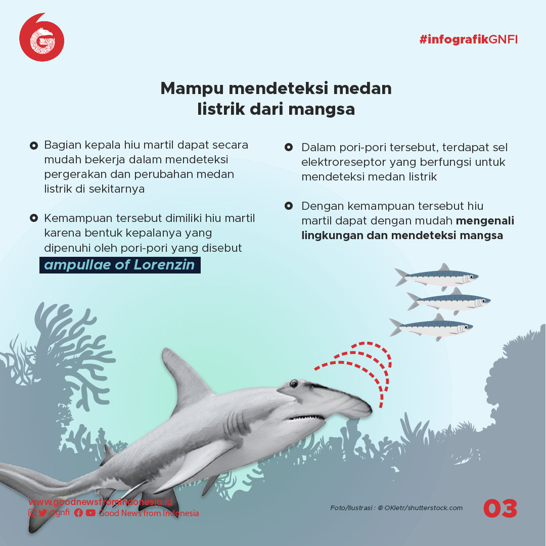 Mengenal 4 Jenis Hiu Martil yang Ada di Perairan Indonesia