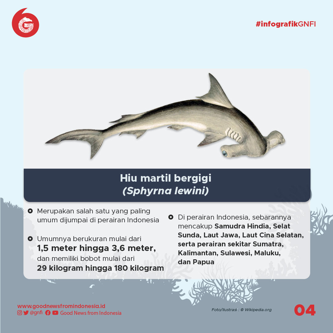 Mengenal 4 Jenis Hiu Martil yang Ada di Perairan Indonesia