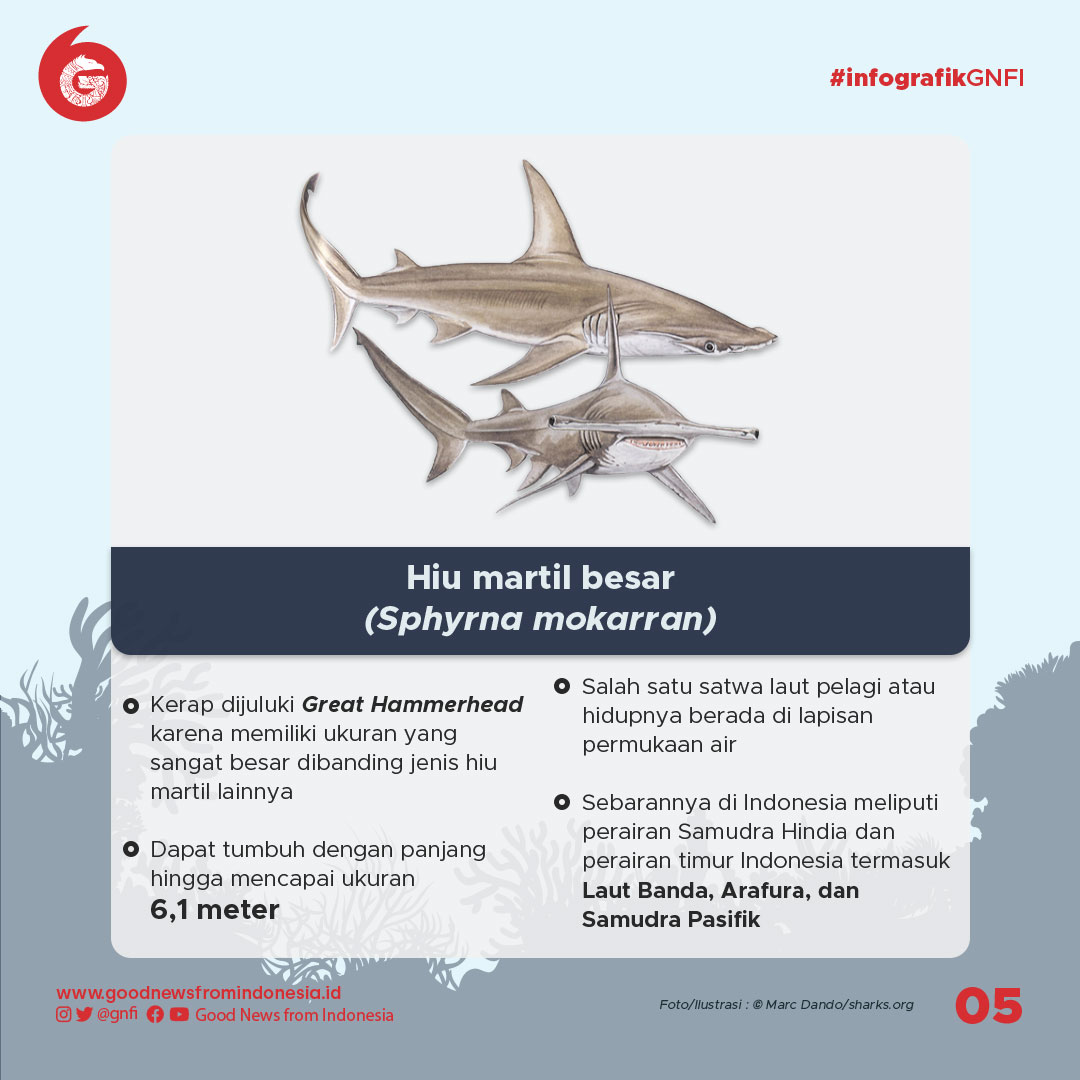 Mengenal 4 Jenis Hiu Martil yang Ada di Perairan Indonesia