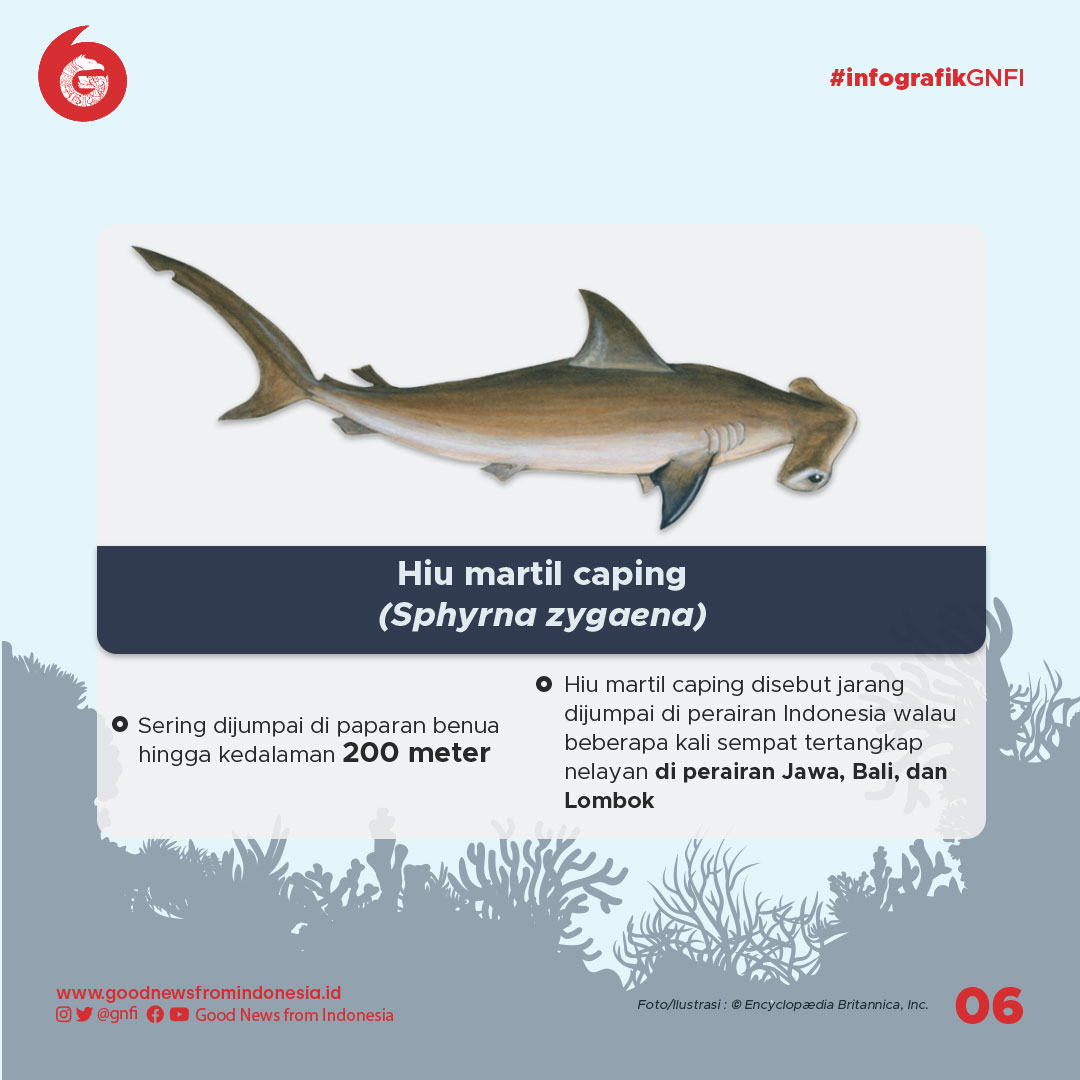 Mengenal 4 Jenis Hiu Martil yang Ada di Perairan Indonesia
