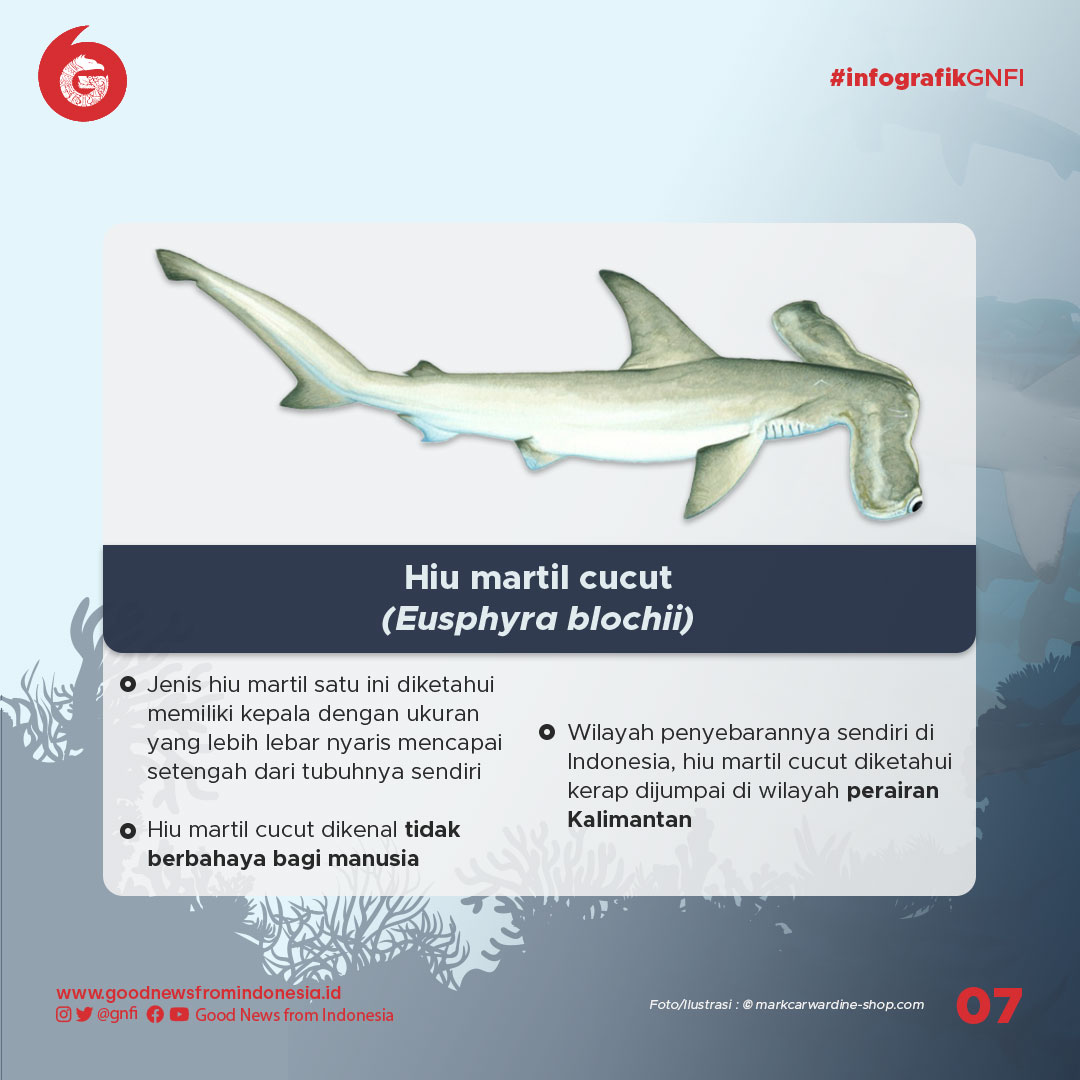 Mengenal 4 Jenis Hiu Martil yang Ada di Perairan Indonesia