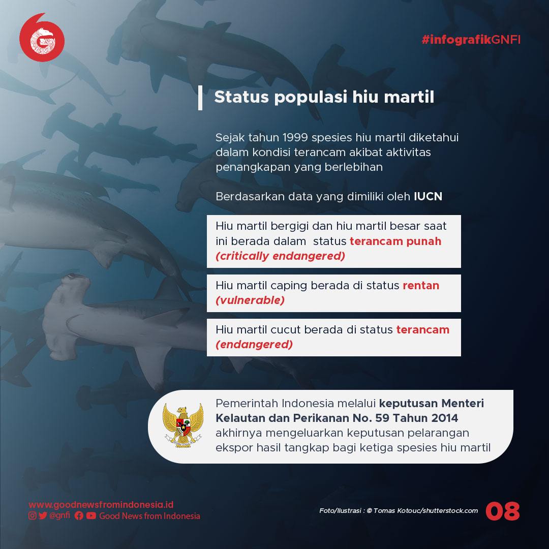 Mengenal 4 Jenis Hiu Martil yang Ada di Perairan Indonesia