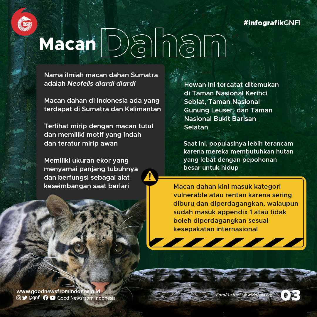 Mengenal 5 Kucing Hutan Eksotis Sumatra