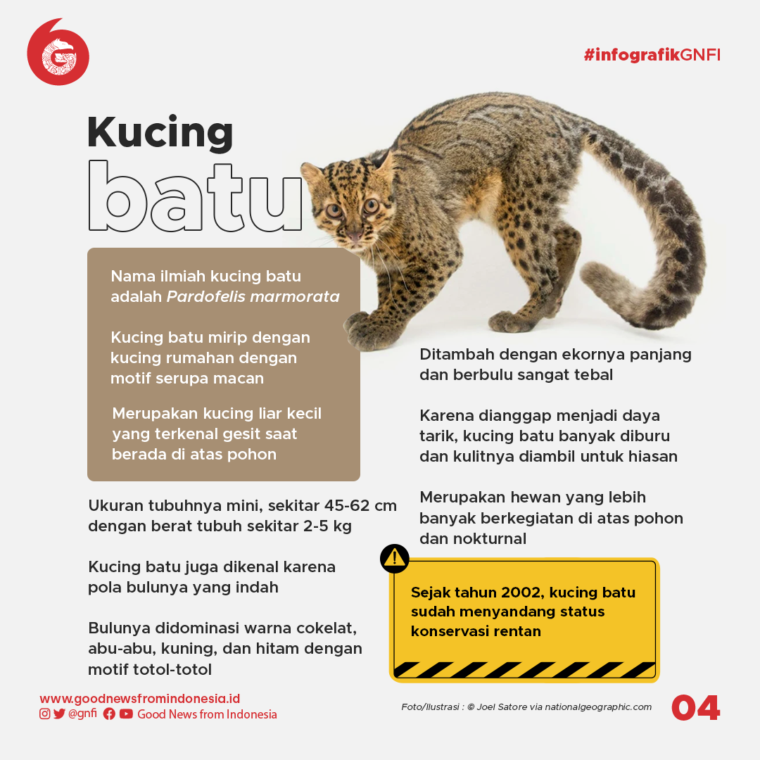 Mengenal 5 Kucing Hutan Eksotis Sumatra